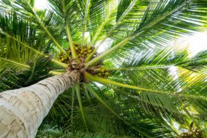 The Versatile Coconut Tree: A Bounty of Uses Beyond the Tropics - World ...